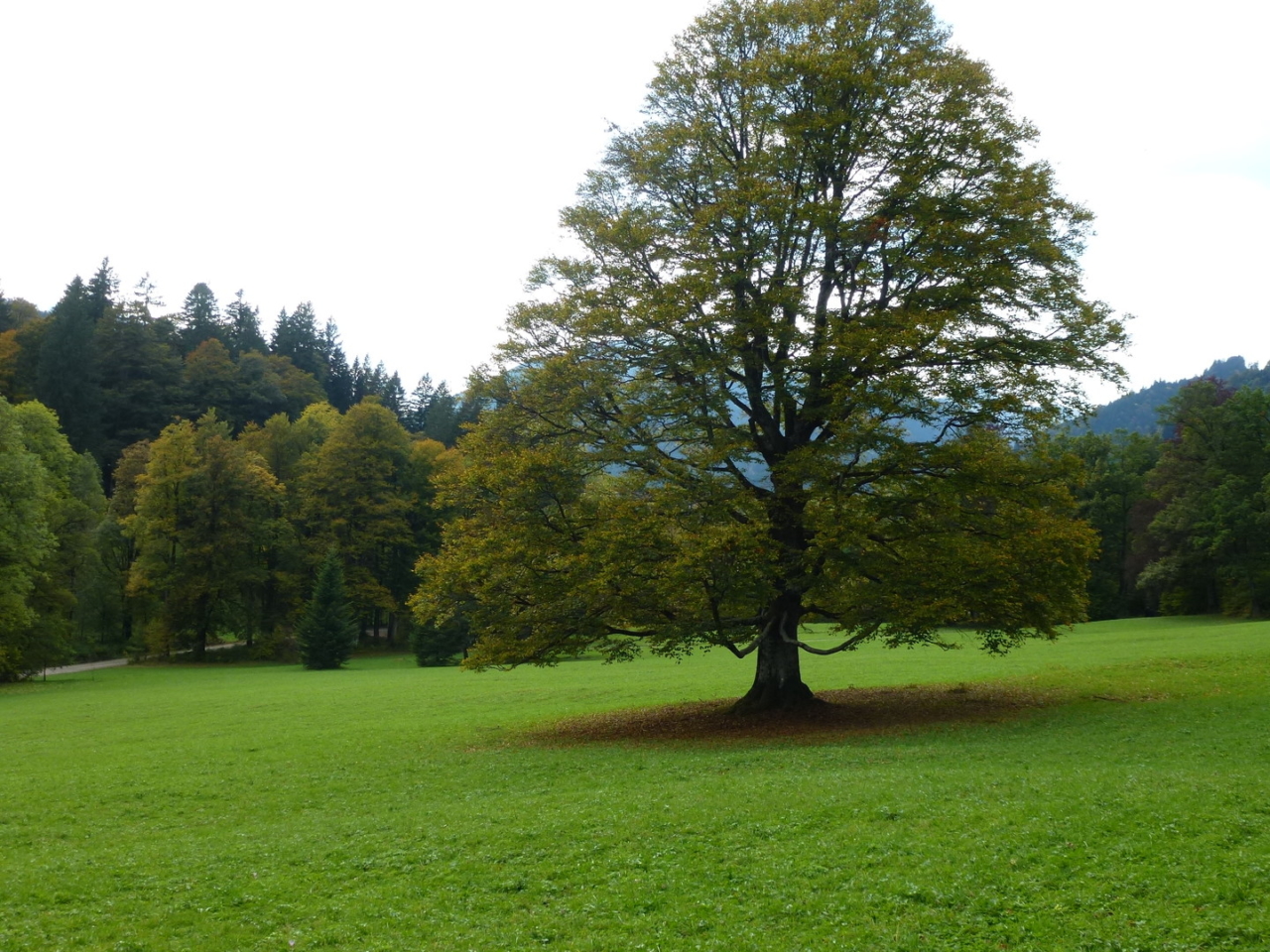 European Tree Worker - Münchner Baumkletterschule